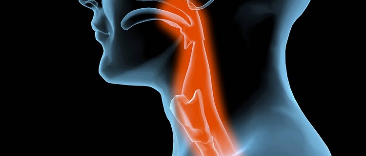 Gardło – anatomia i fizjologia - Dentysta.eu - Marcin Krufczyk